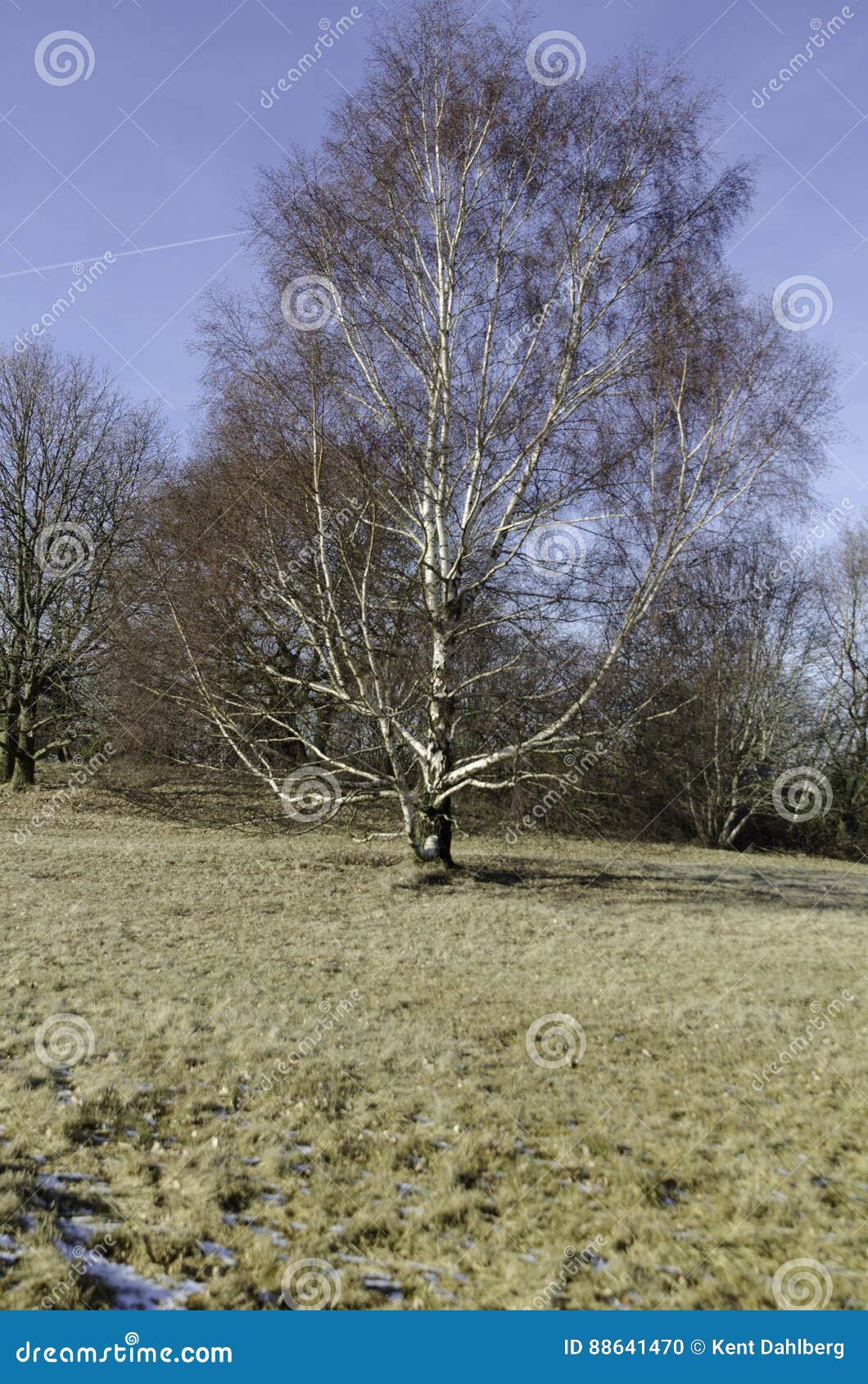 One Lonely Tree on the Field Stock Photo - Image of background ...