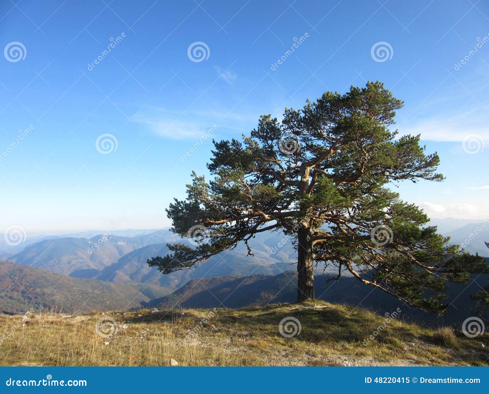 One lonely tree stock image. Image of lonely, purity - 48220415