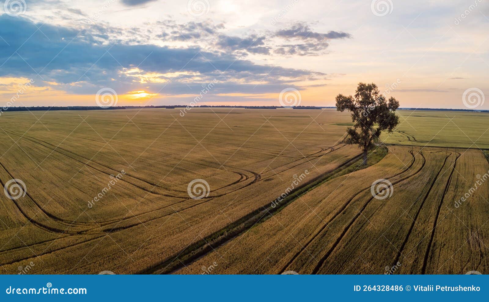 One Lonely Tree in the Middle of Big Field at Sunset Stock Photo ...