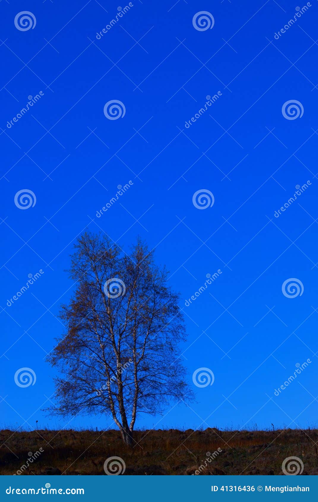 One of the lonely tree stock photo. Image of bashang - 41316436