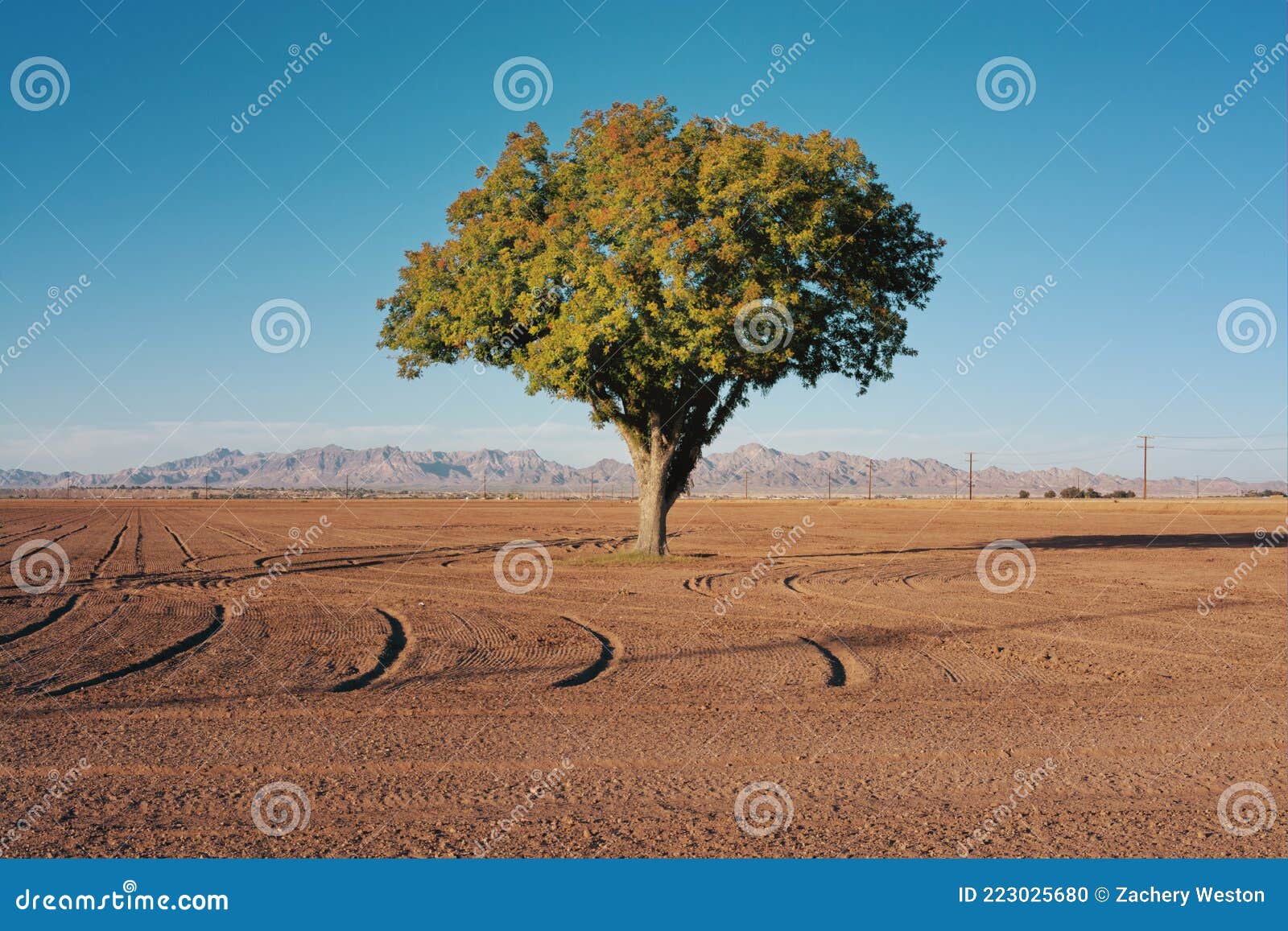 One Tree Standing On Top Of Mountain Of Saputara Range At Chikhaldara ...