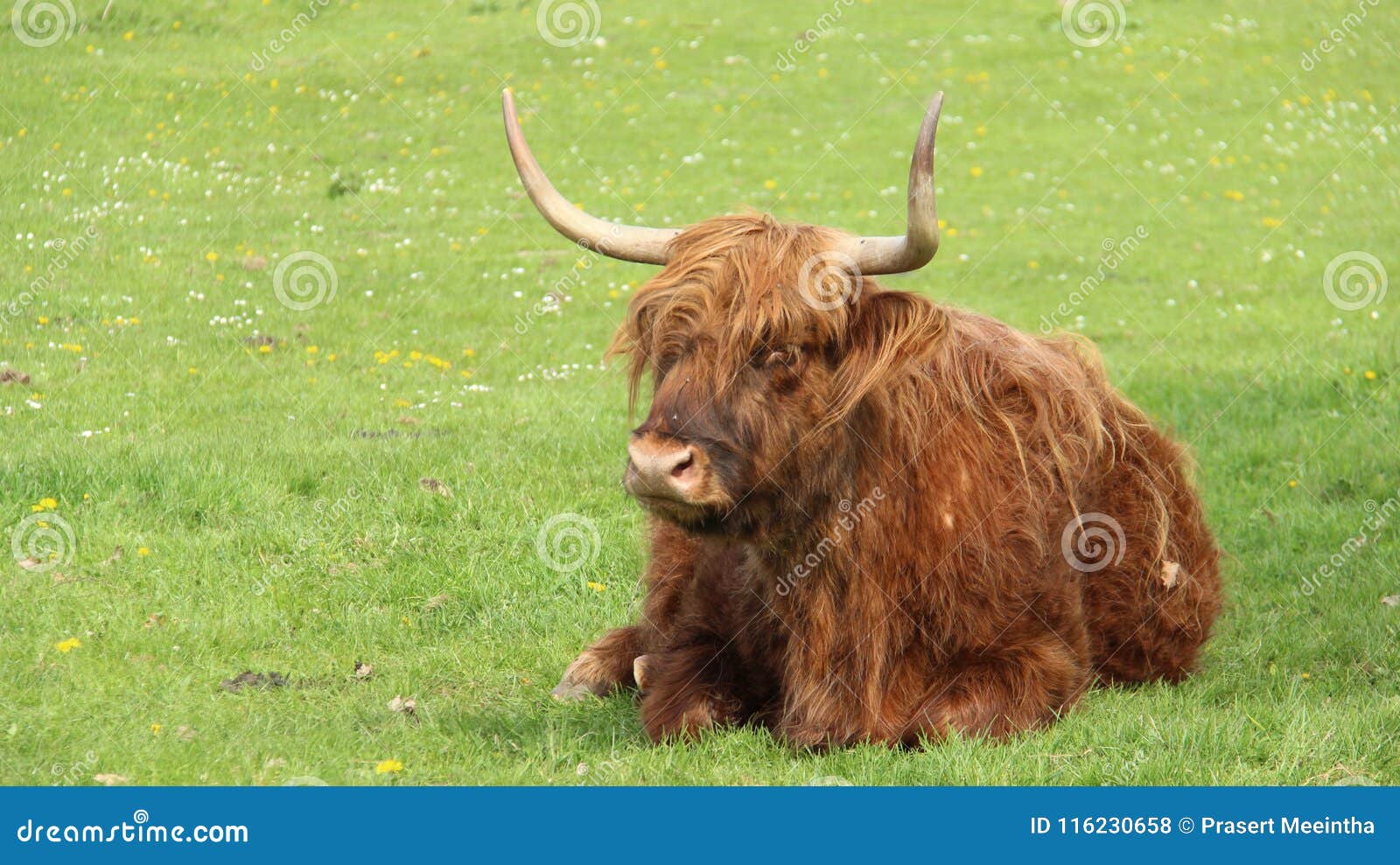 One Long Horns Bison Repose on Green Fields Stock Photo - Image of ...