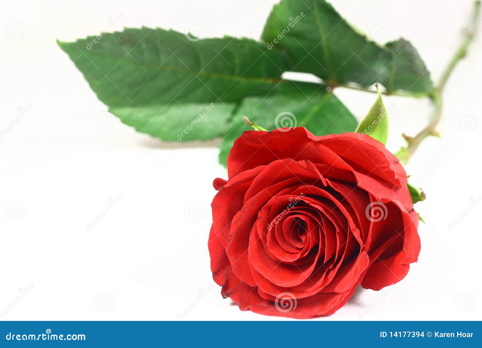 One Long Stem Rose stock photo. Image of scented, season - 14177394