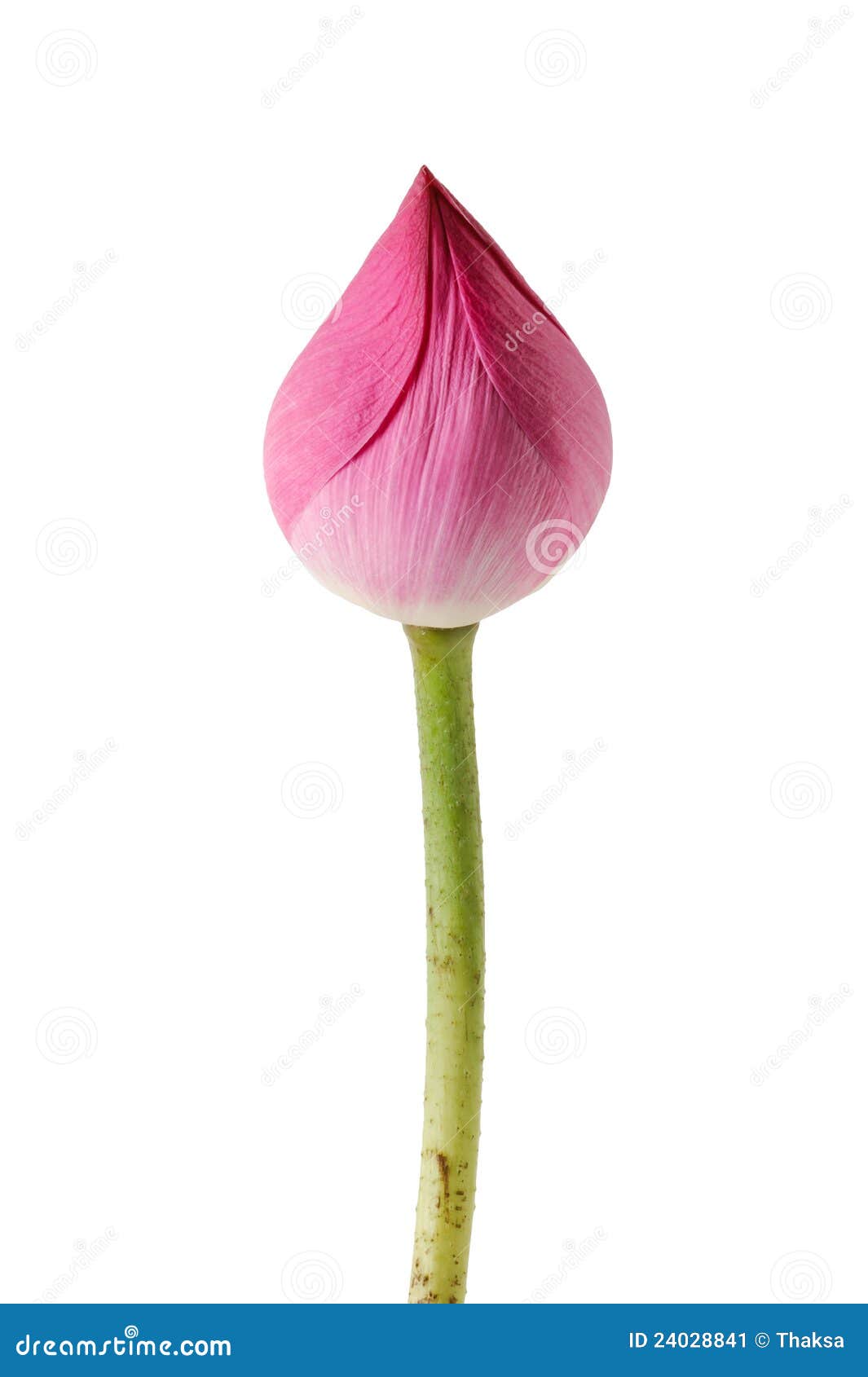 One Lotus on White Background Stock Image - Image of natural, nature ...