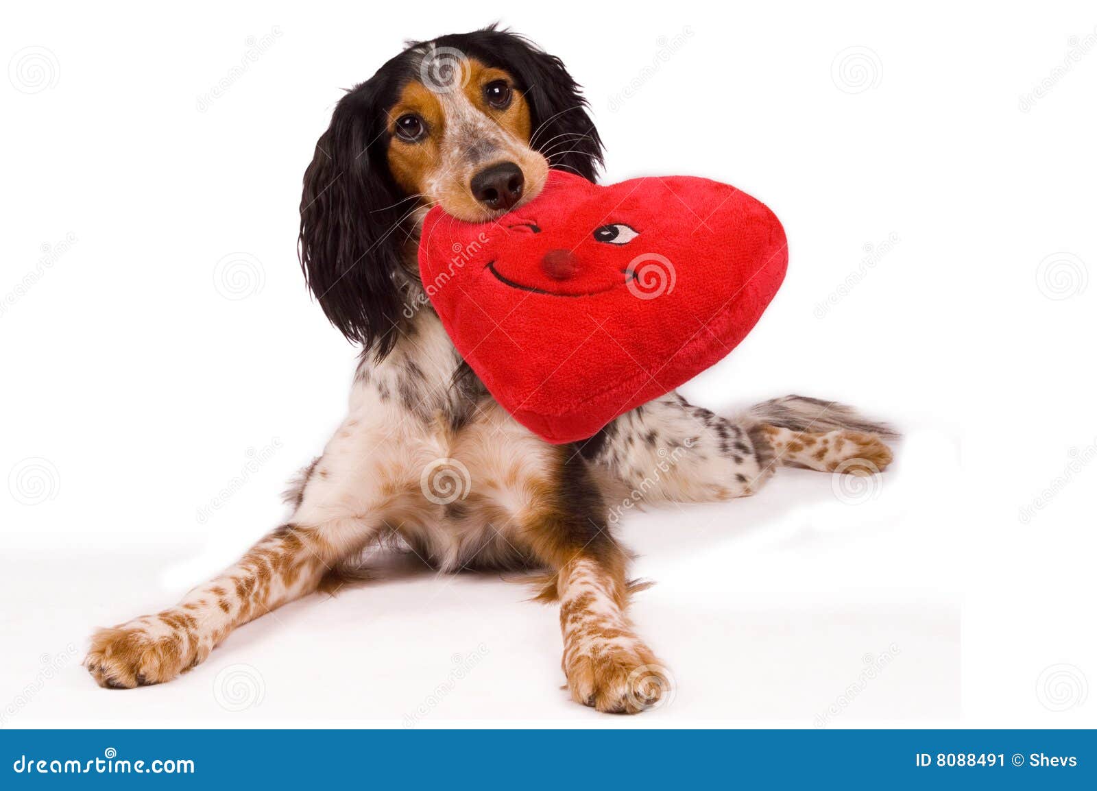 One loving dog stock image. Image of corny, romance, fuzzy - 8088491