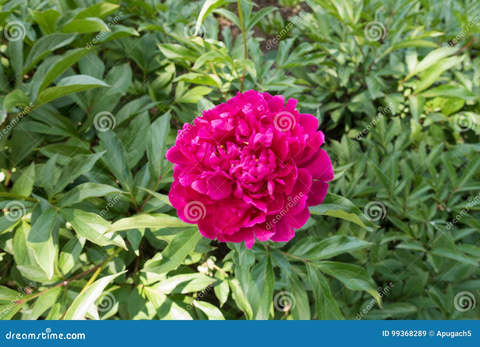 Single Magenta Colored Flower of Paeonia Officinalis Stock Image ...