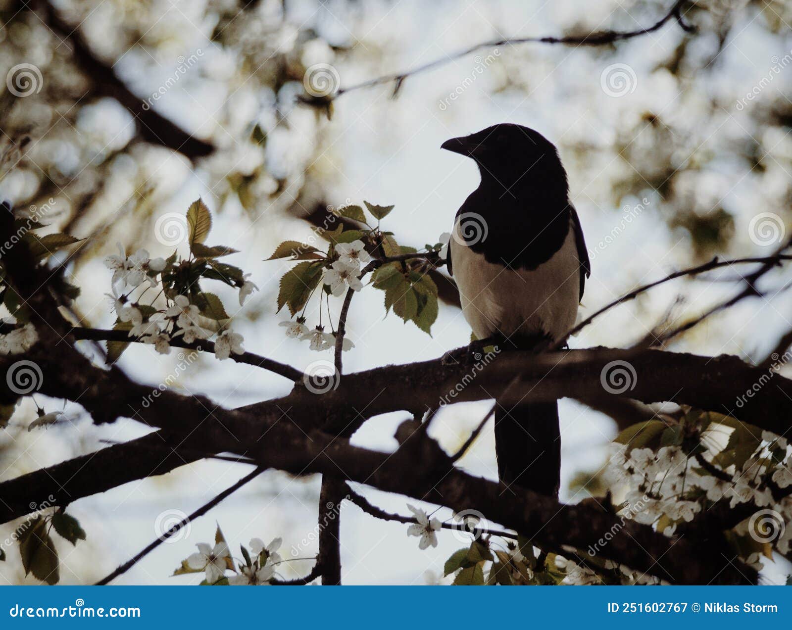One Magpie in Apple Tree during Spring Stock Image - Image of leaf ...