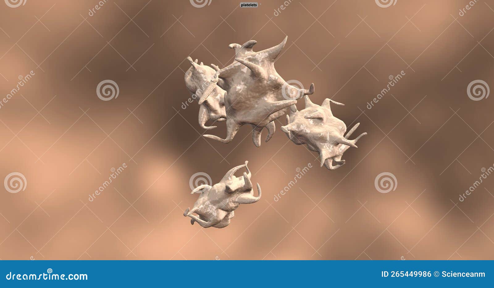 One Major Function of Platelets is To Contribute To Hemostasis Stock ...