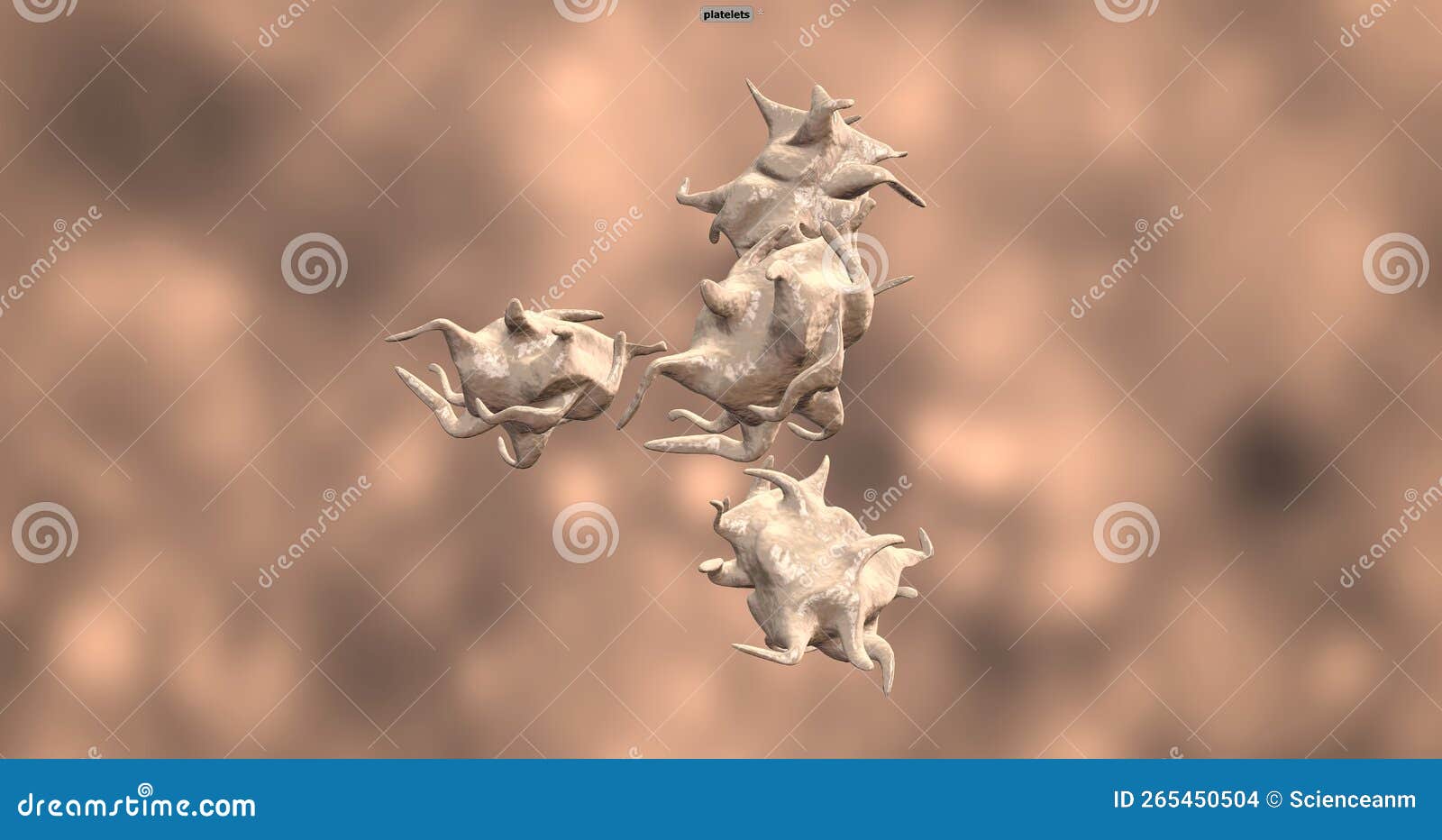 One Major Function of Platelets is To Contribute To Hemostasis Stock ...