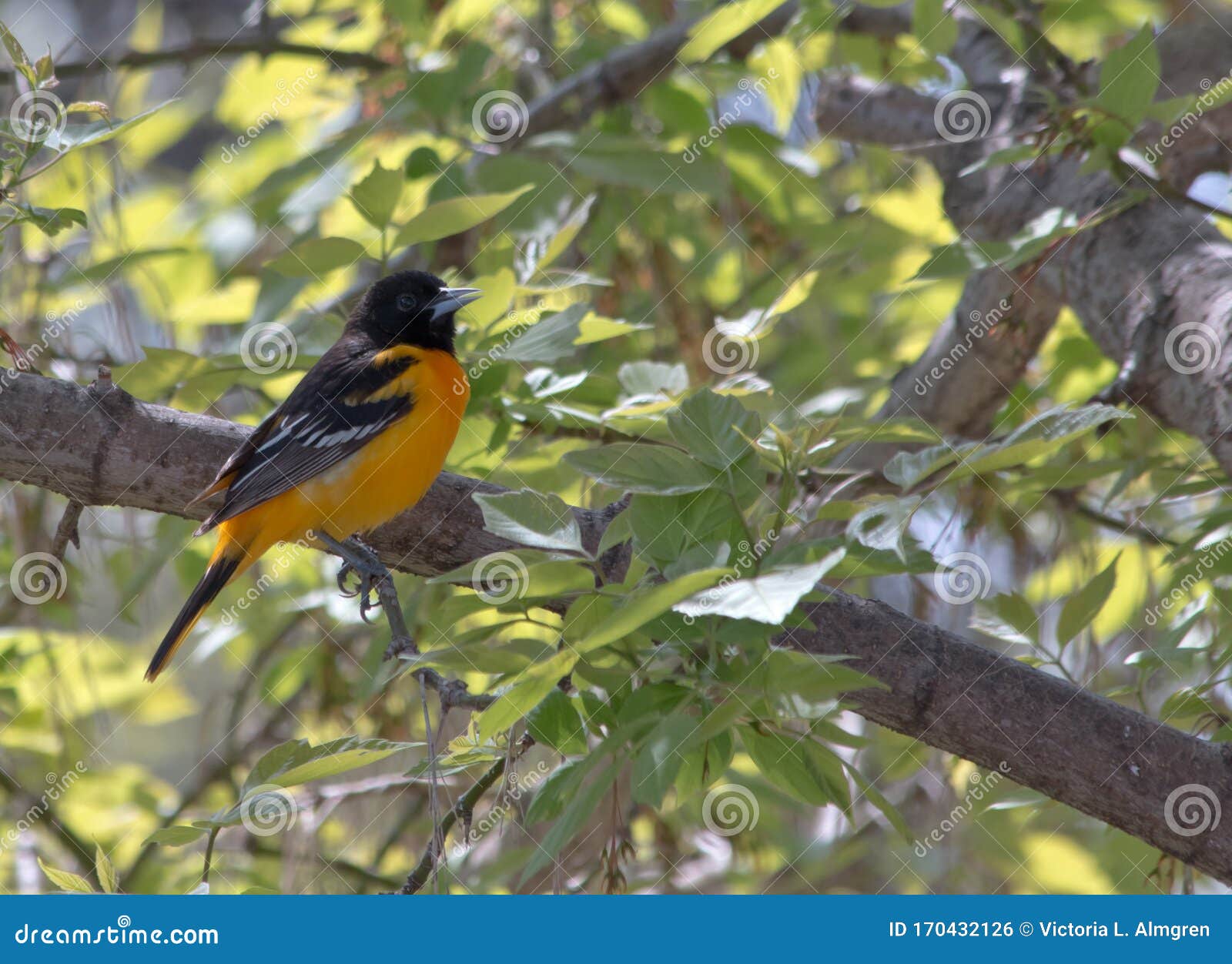 Baltimore Oriole Icterus Galbula Perched in a Tree Stock Photo - Image ...