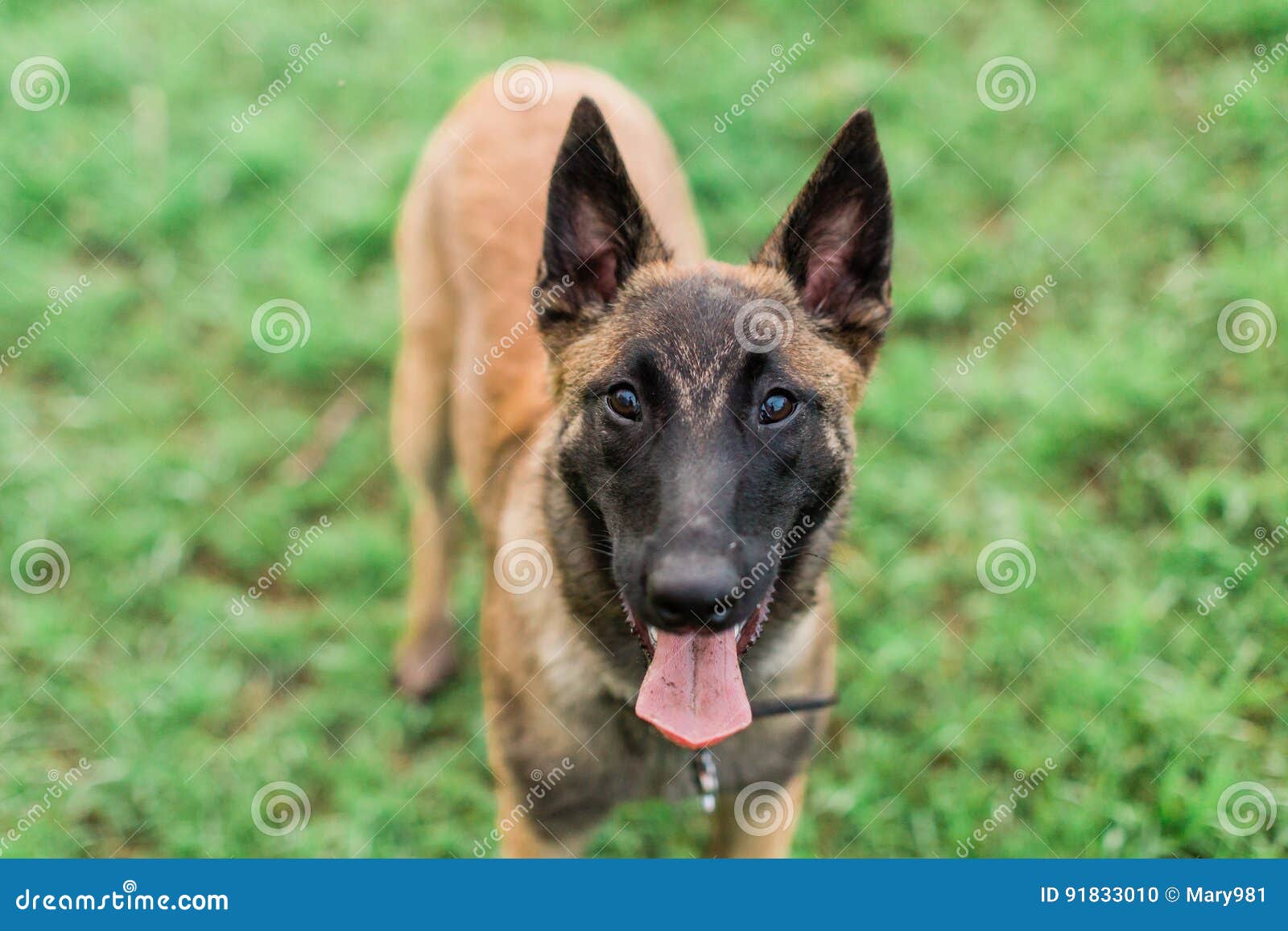 One Male Belgian Malinois Playing in Grassy Park Stock Photo - Image of ...