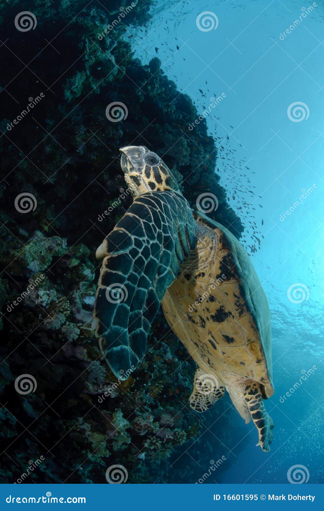 One Male hawksbill turtle stock image. Image of species - 16601595