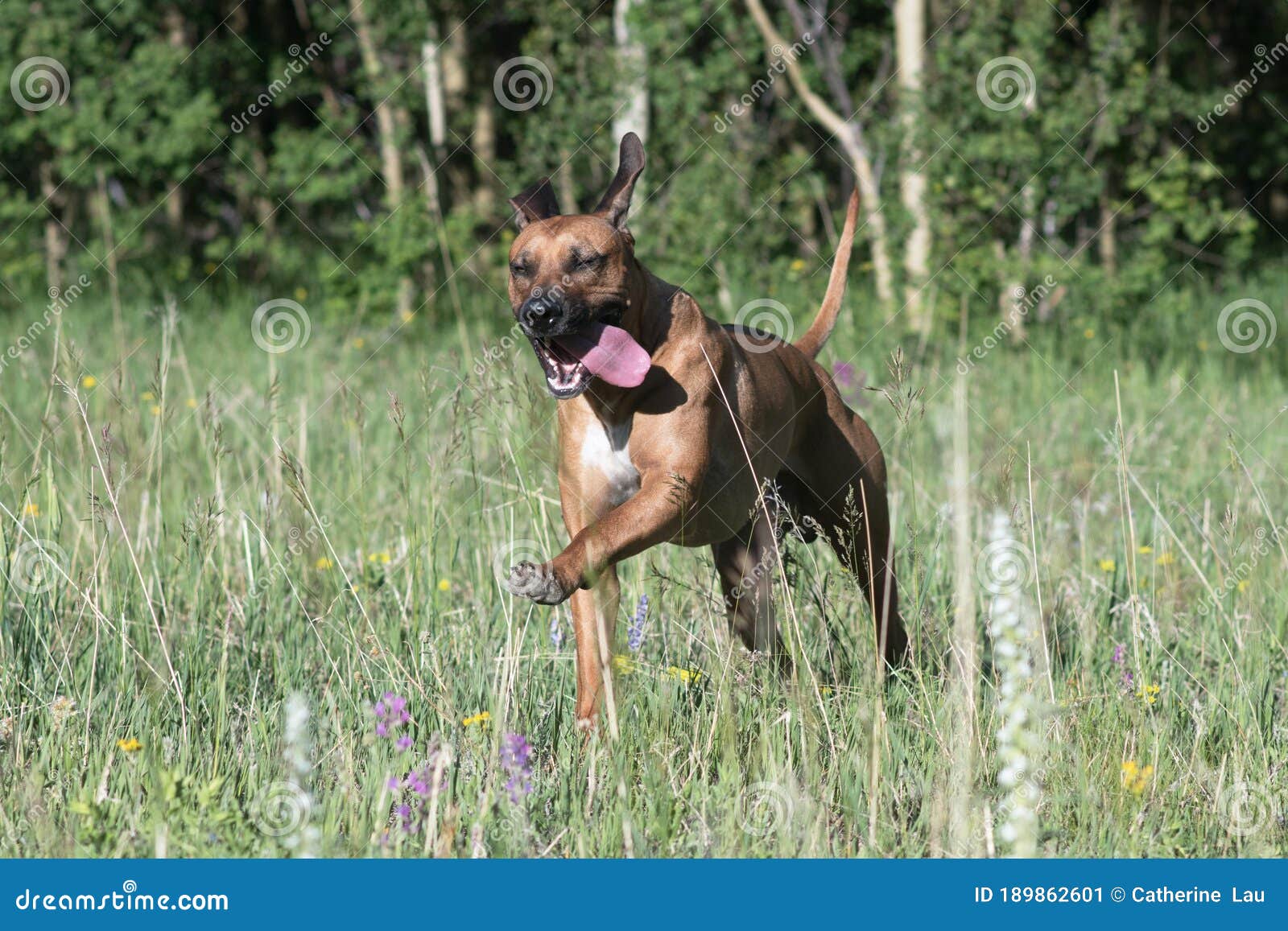 One Male Rhodesian Ridgeback is Running Around and Having Fun in a ...