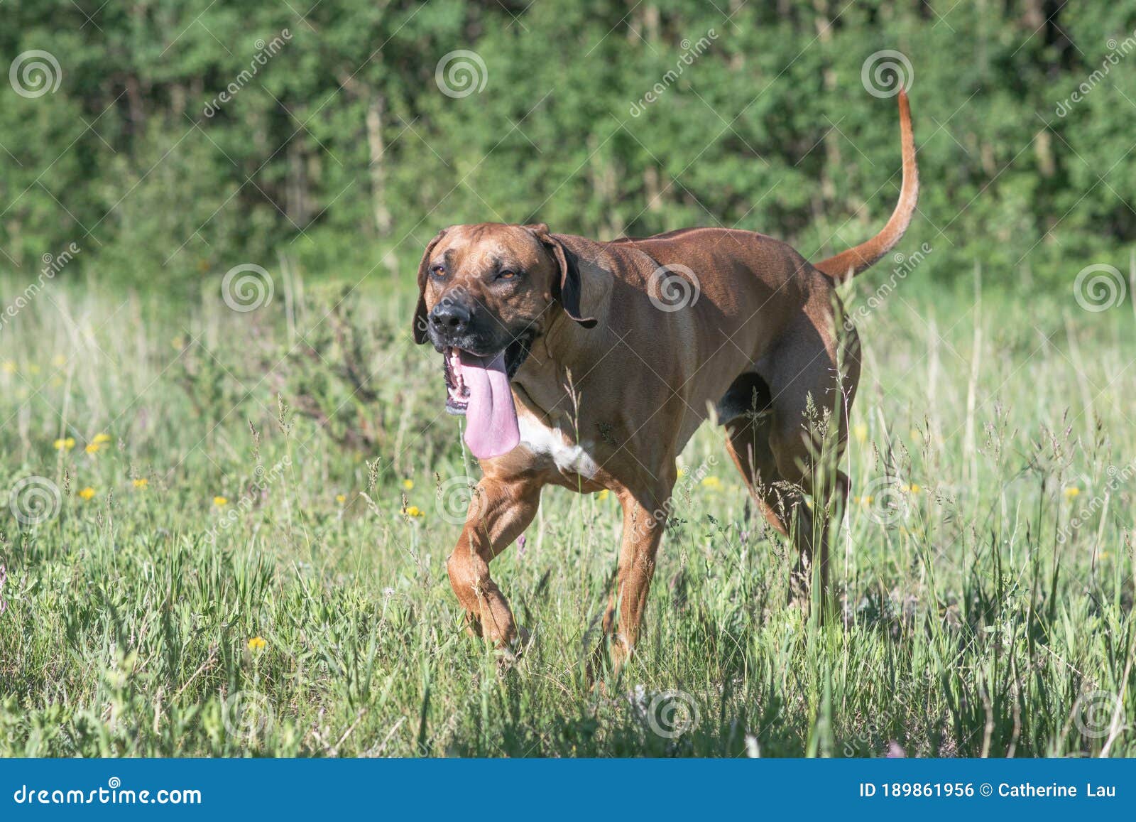 One Male Rhodesian Ridgeback is Running Around and Having Fun in a ...