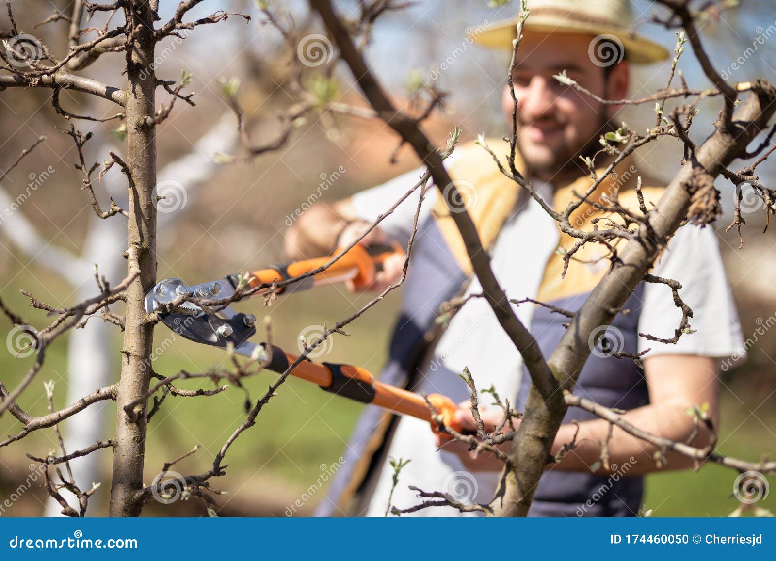 Young farmer pruning trees stock photo. Image of grow - 174460050