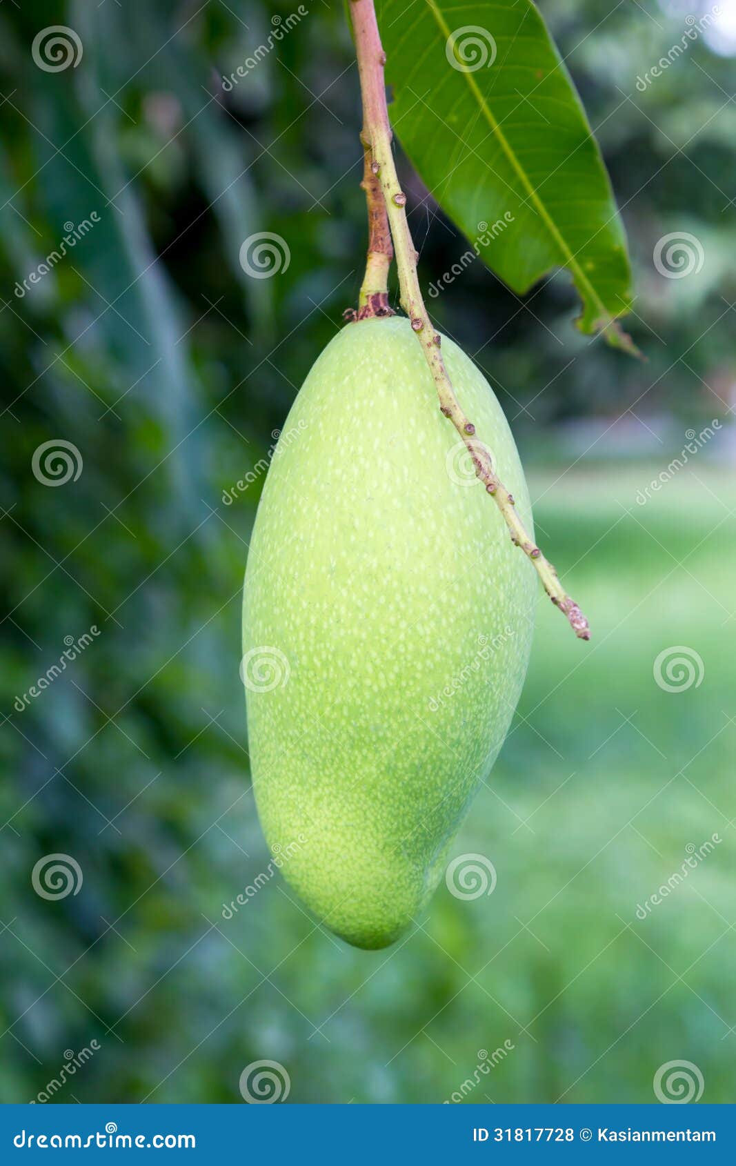 One mango stock photo. Image of thailand, fruit, hang - 31817728