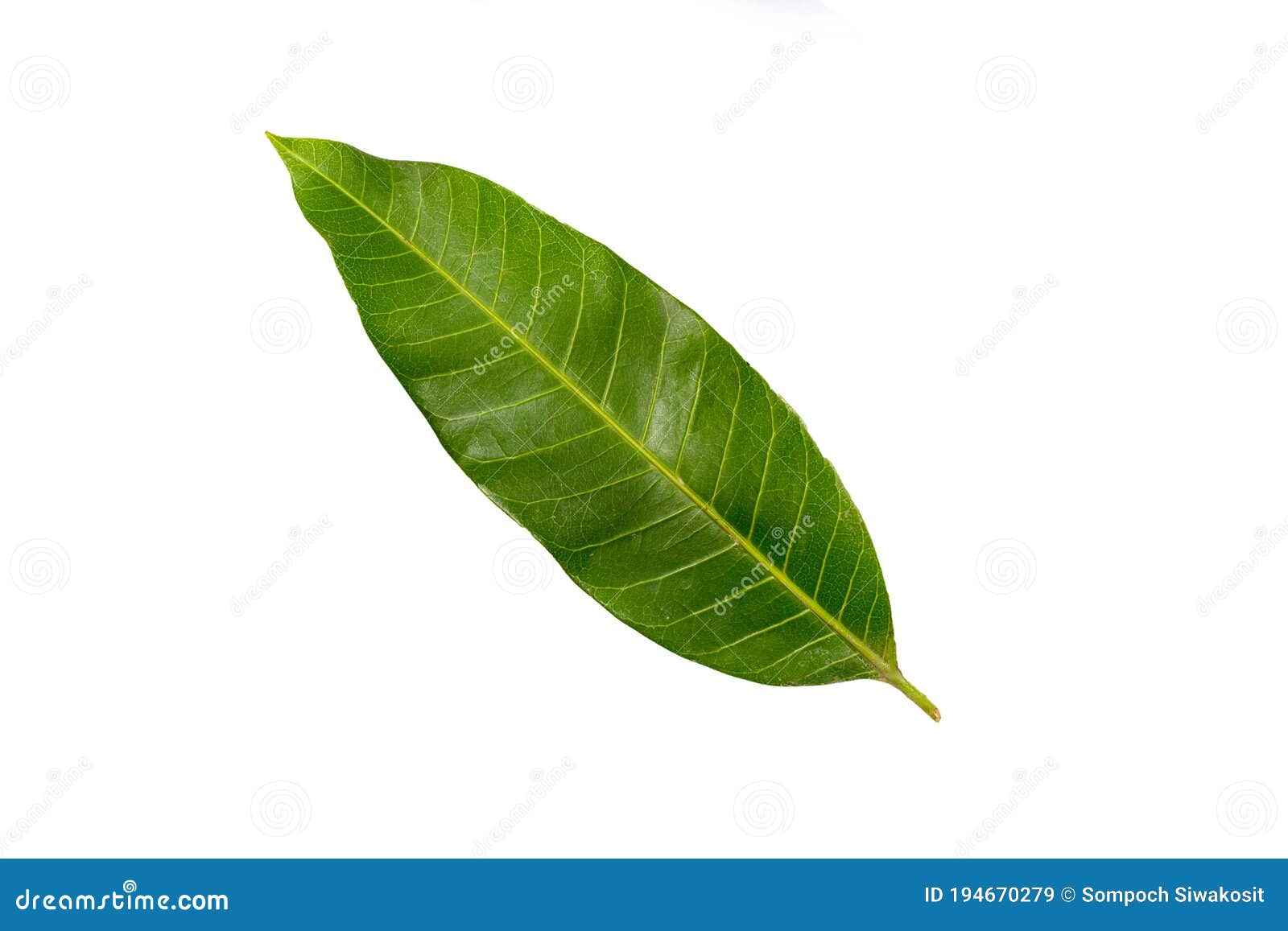 One Mango Leaf on a White Background Stock Image - Image of green ...