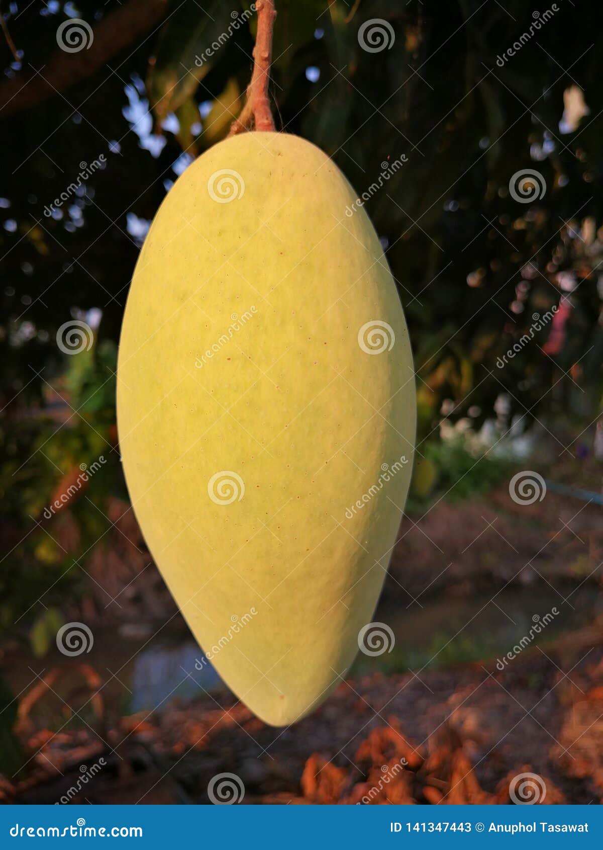 859 One Mango Tree Photos - Free & Royalty-Free Stock Photos from ...
