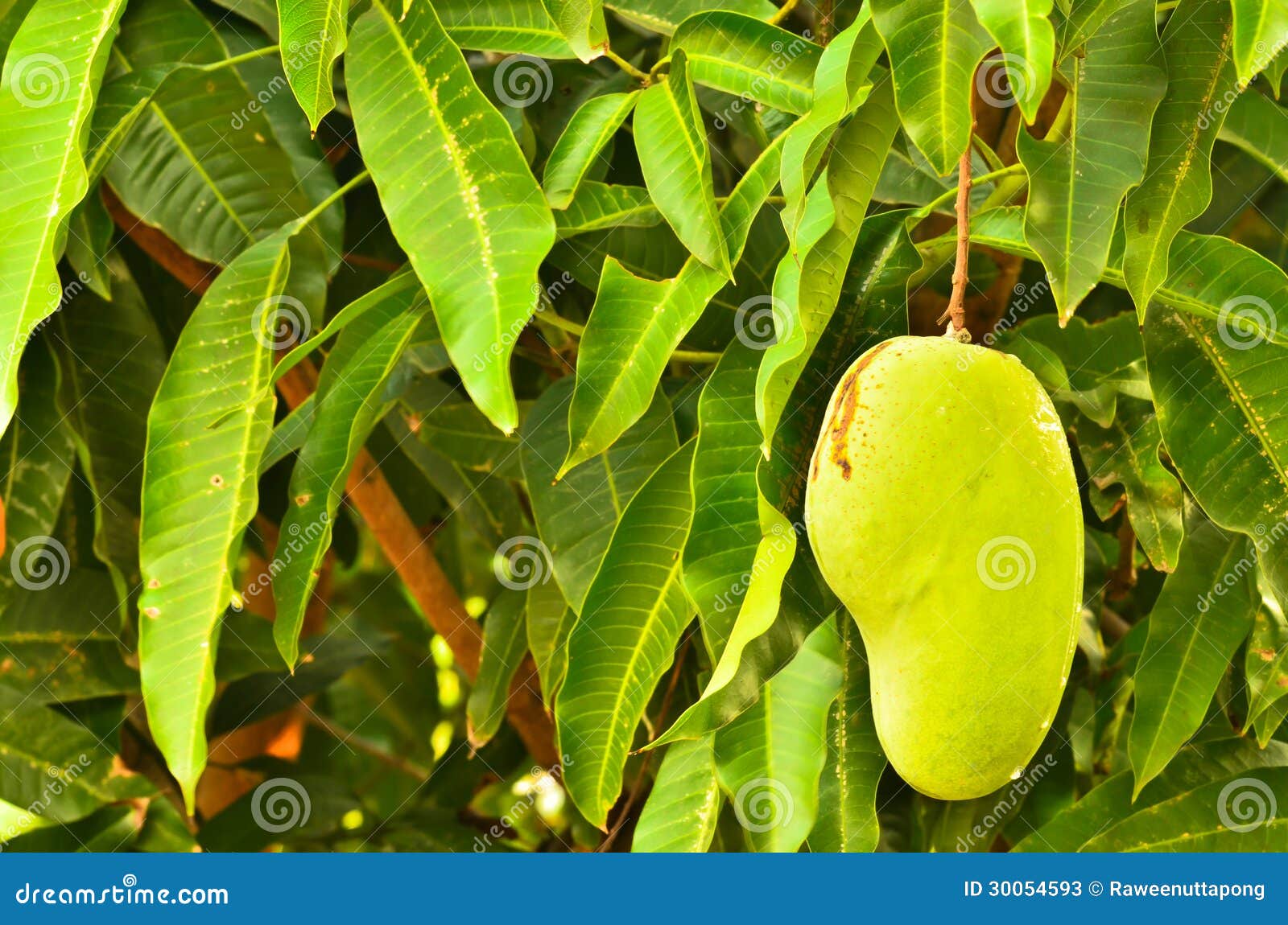 Mango on the tree stock image. Image of plant, ripe, stem - 30054593