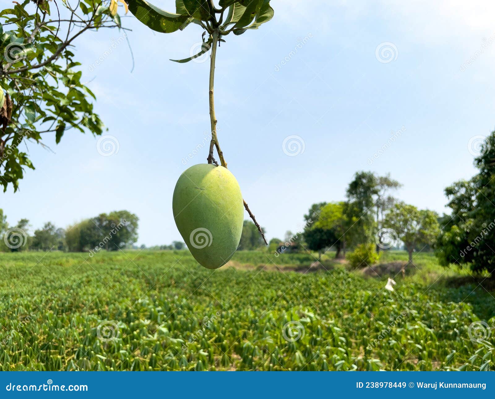 Only one mango. stock image. Image of branch, lawn, garden - 238978449