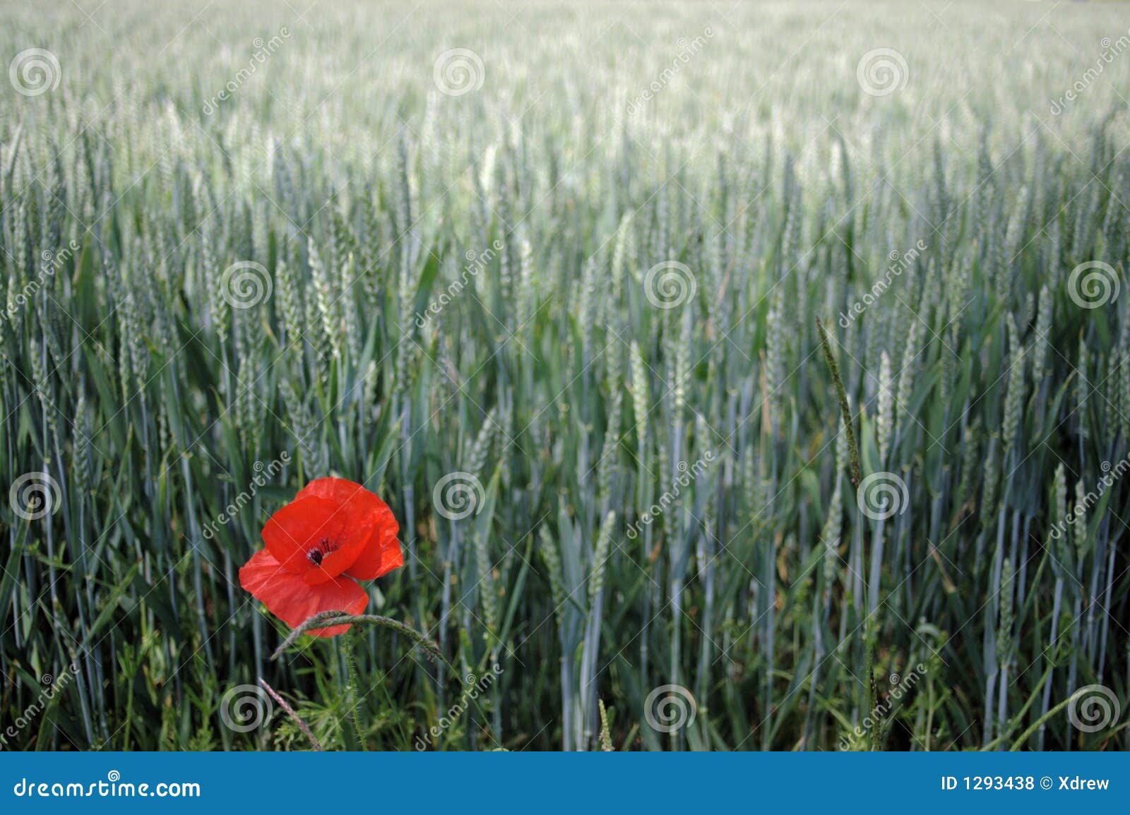 One among many stock photo. Image of ears, desire, inspire - 1293438