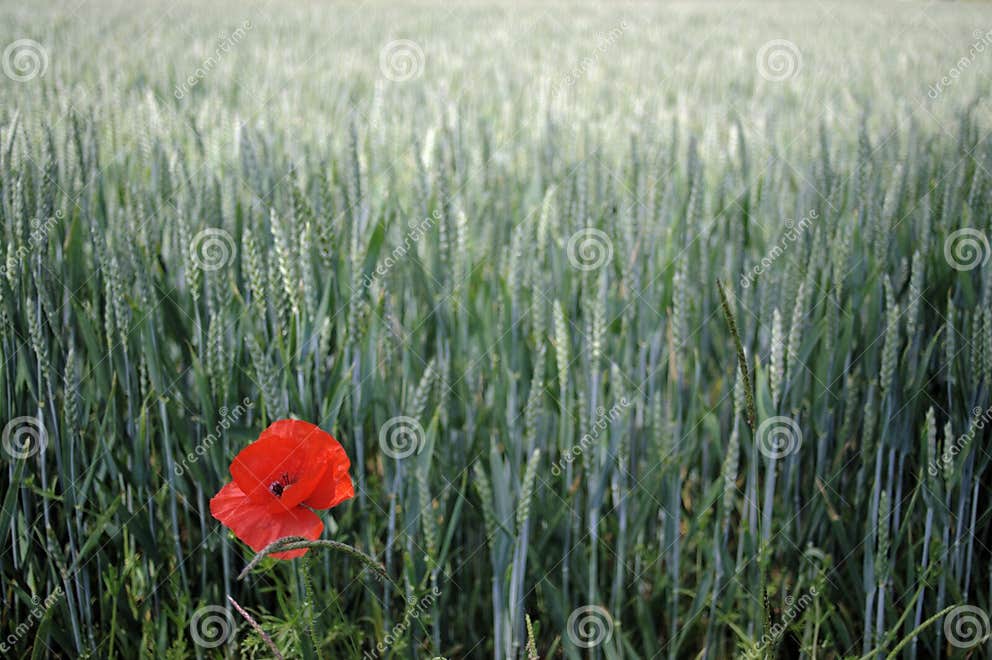 One among many stock photo. Image of ears, desire, inspire - 1293438