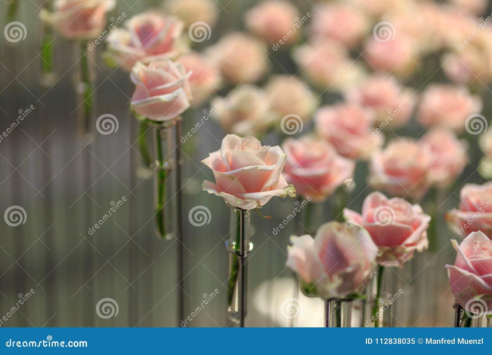 One of Many - Pink Rose Under Pink Roses Stock Image - Image of ...