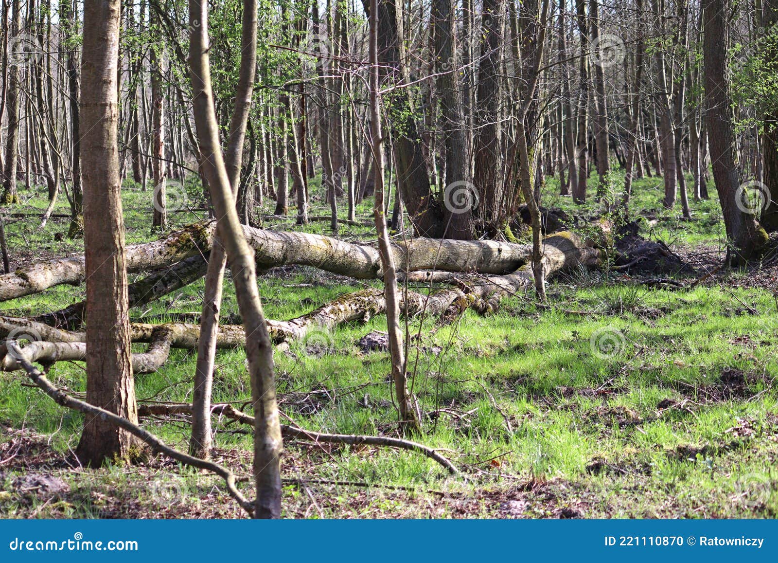 Windbreak - Tree Blown Over by the Wind in the Forest Stock Photo ...