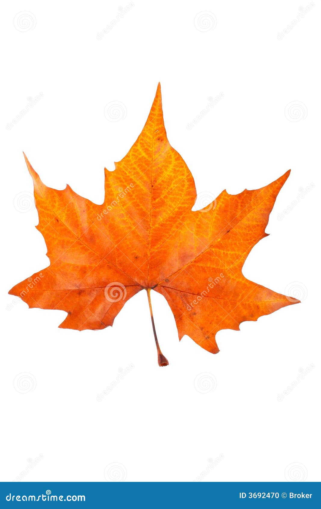 One maple leaf stock photo. Image of green, botany, leave - 3692470