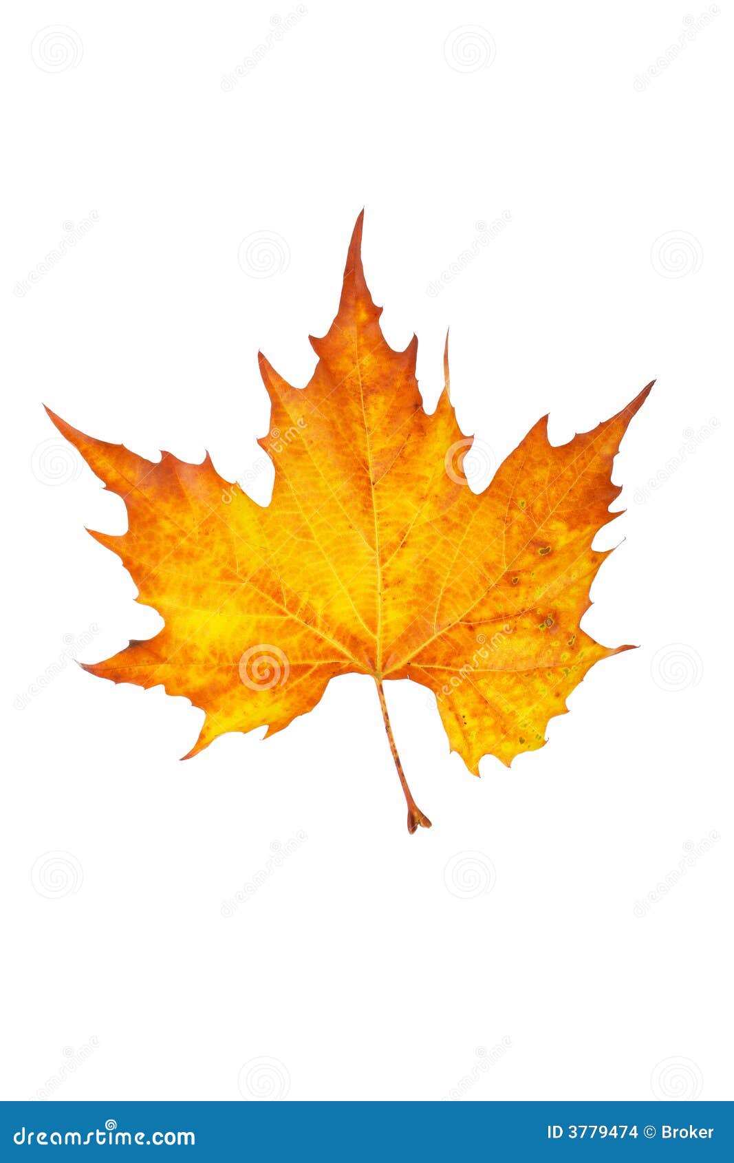 One maple leaf stock photo. Image of gold, autumnal, dried - 3779474