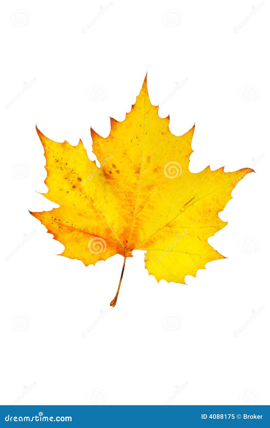 One maple leaf stock image. Image of green, autumn, leaves - 4088175