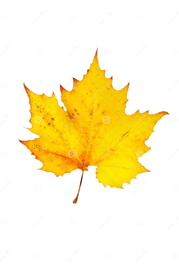 One maple leaf stock image. Image of green, autumn, leaves - 4088175
