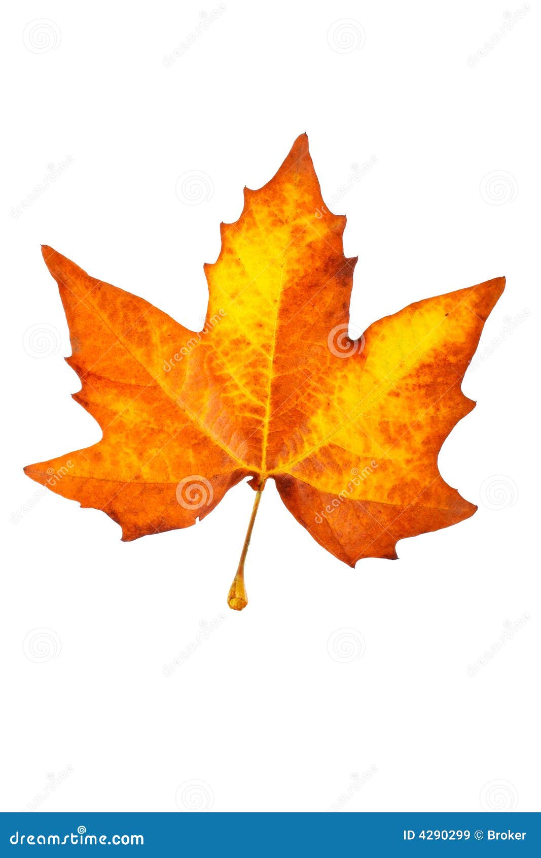 One maple leaf stock image. Image of fall, fringe, falling - 4290299