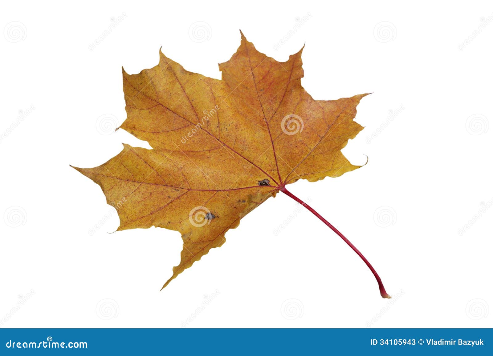 One maple leaf stock image. Image of nature, family, abstract - 34105943