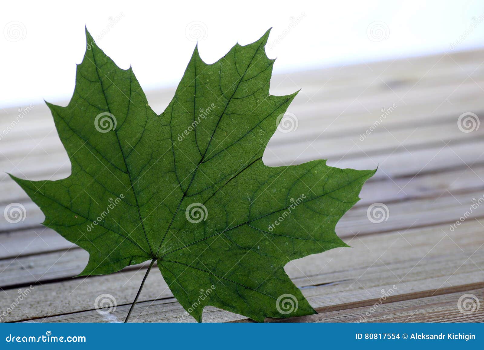 One maple leaf stock photo. Image of isolated, macro - 80817554