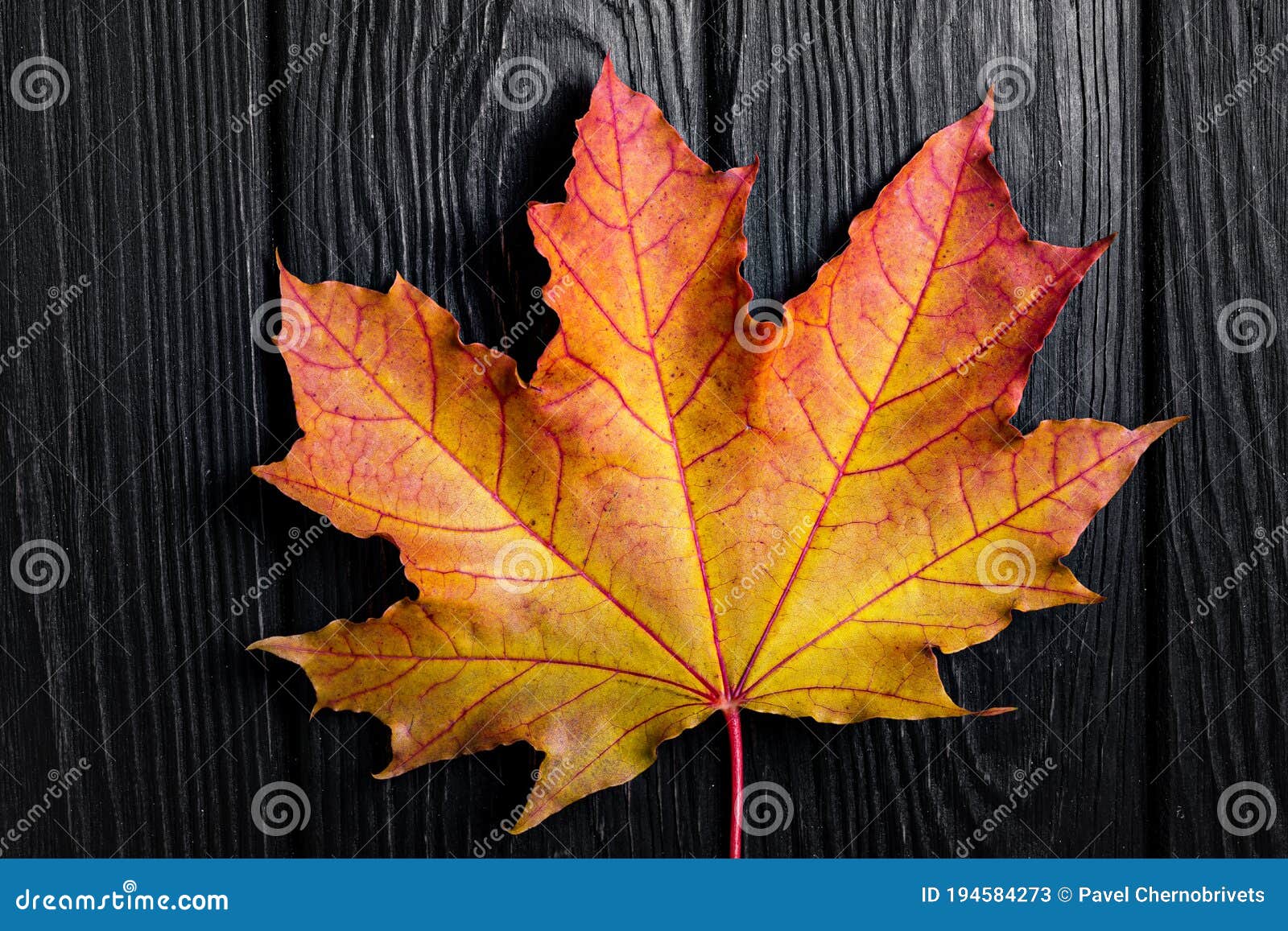 One Maple Leaf on Wooden Background Stock Image - Image of color, wood ...