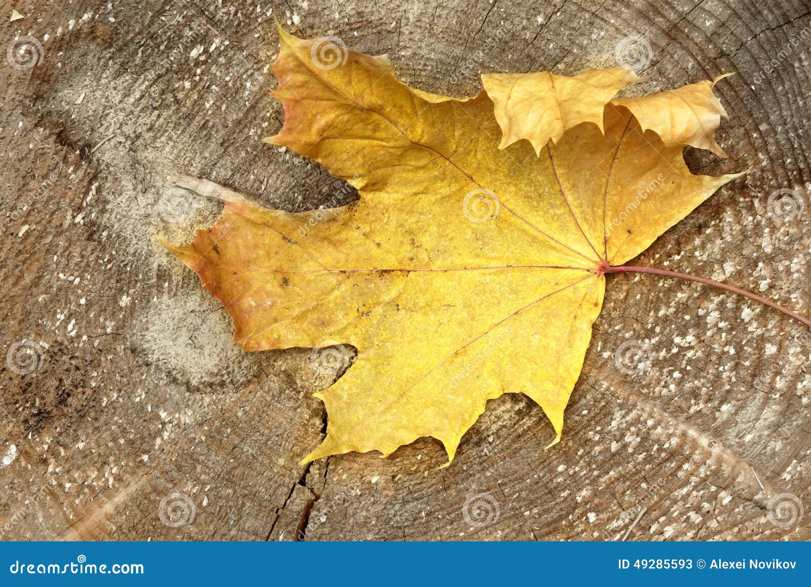 One Maple Tree Dry Leaf stock image. Image of green, detail - 49285593