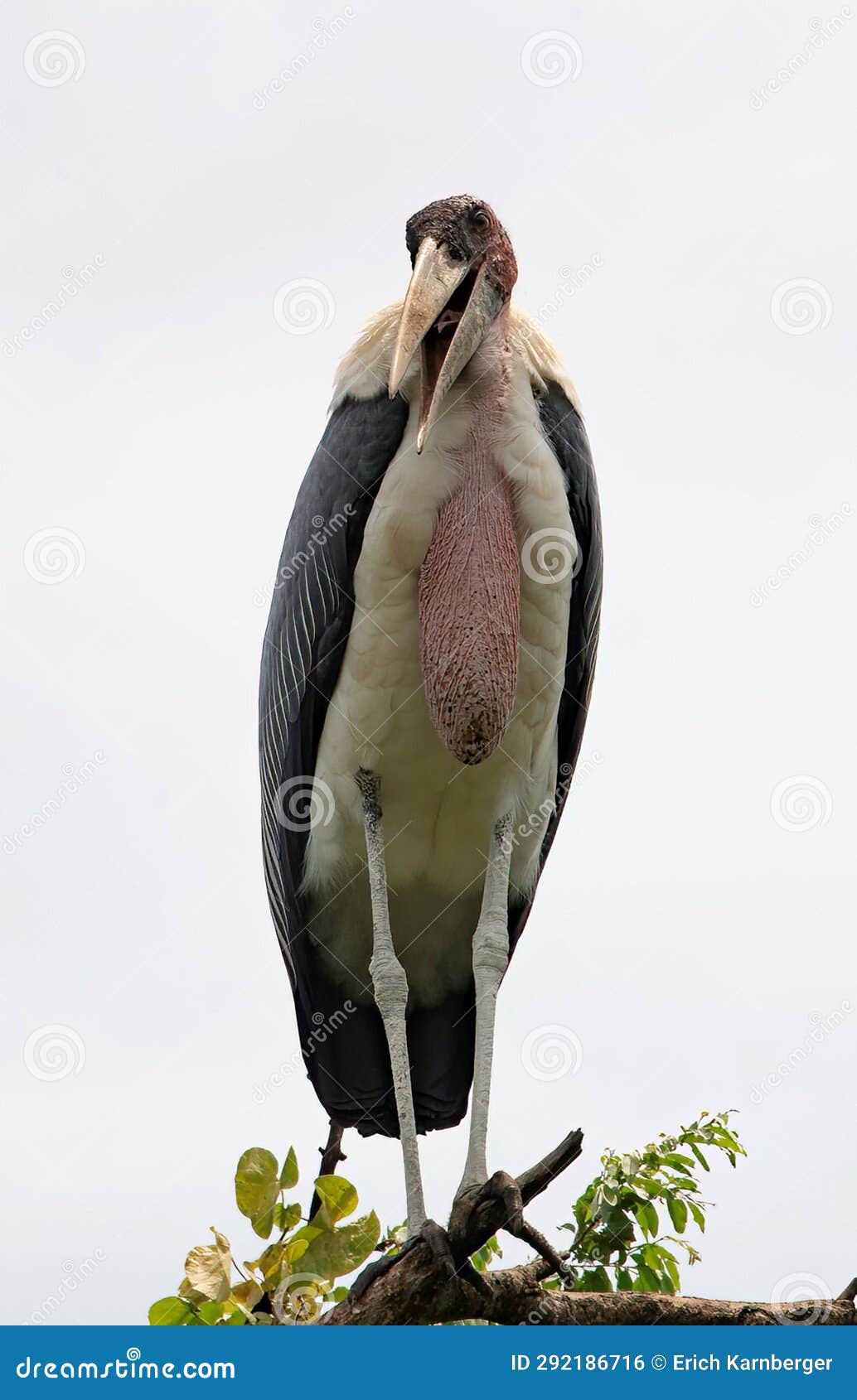 Lonely Marbou on a Tree Top Stock Photo - Image of avian, people: 292186716
