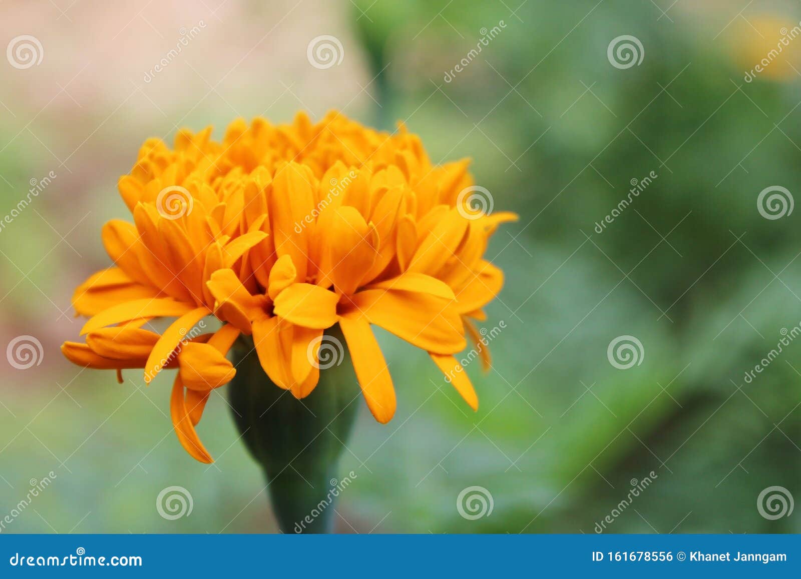 One marigold flower stock photo. Image of botanical - 161678556
