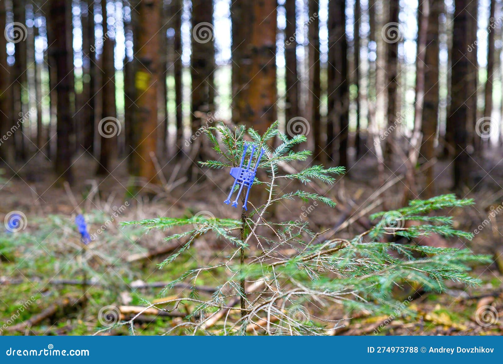 One Marked Tree Out of Many Trees Stands in the Forest Stock Photo ...