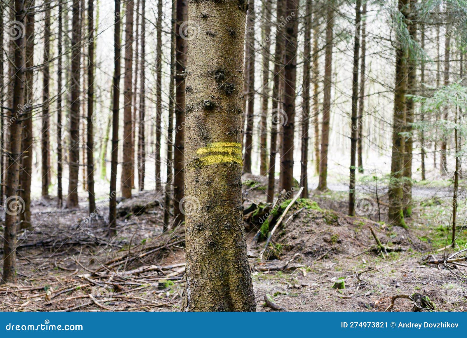 Marked Tree Stock Photography | CartoonDealer.com #44818730