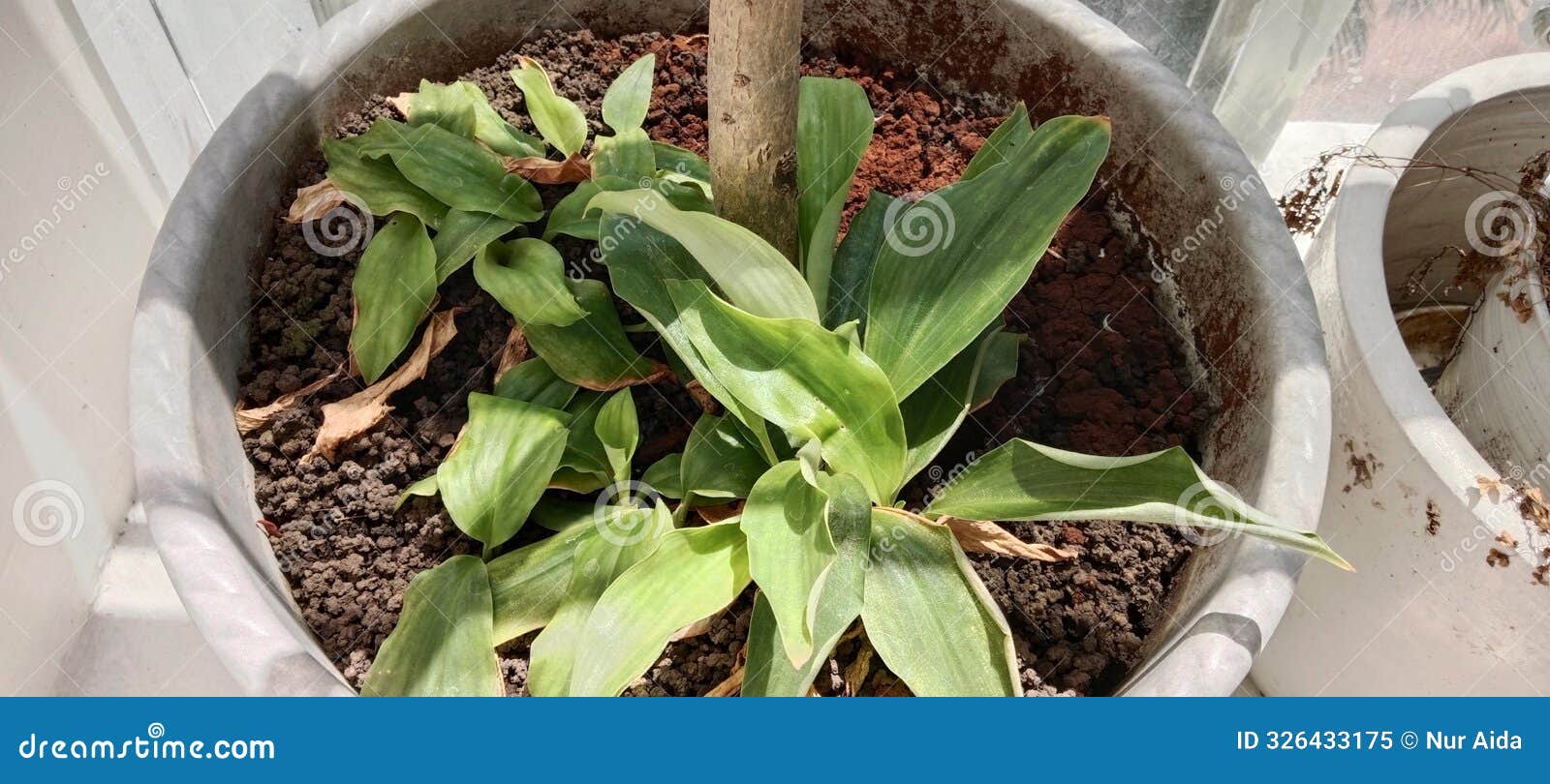 One of the Medicinal Plants in Indonesia is Galangal Stock Image ...