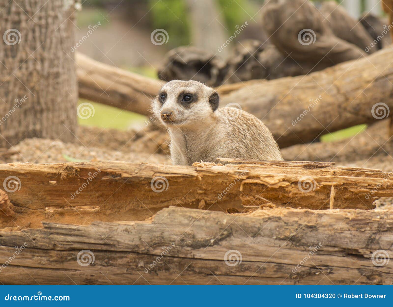 One Meerkat Looking Around. Stock Photo - Image of nature, meerkats ...