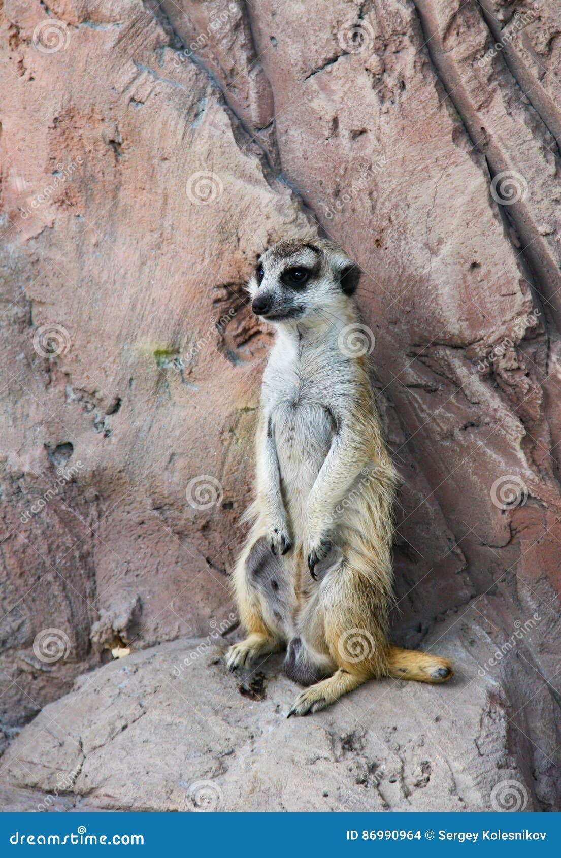 One Meerkat Standing on a Rock and Keeping Lookout Stock Photo - Image ...