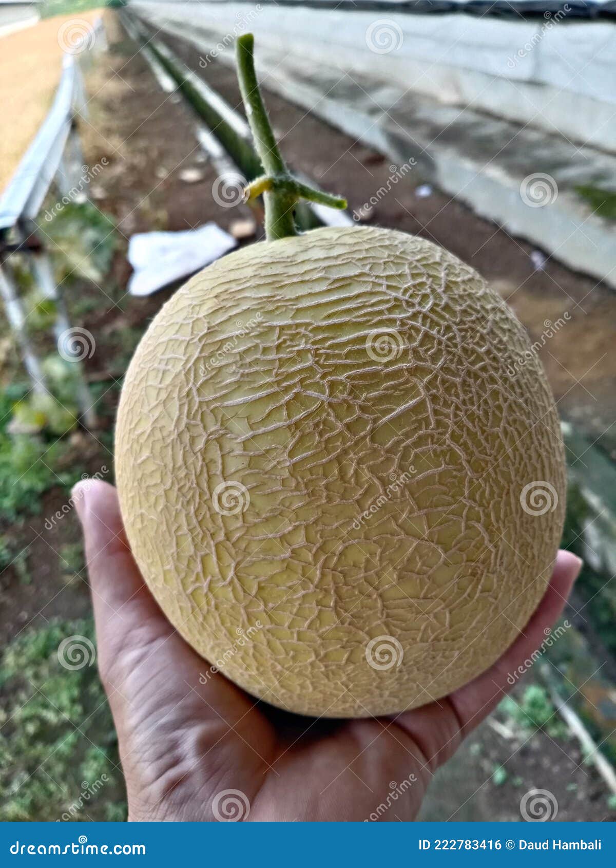 Melon In Hand, Cantaloupe Melons Growing In A Greenhouse Supported By ...