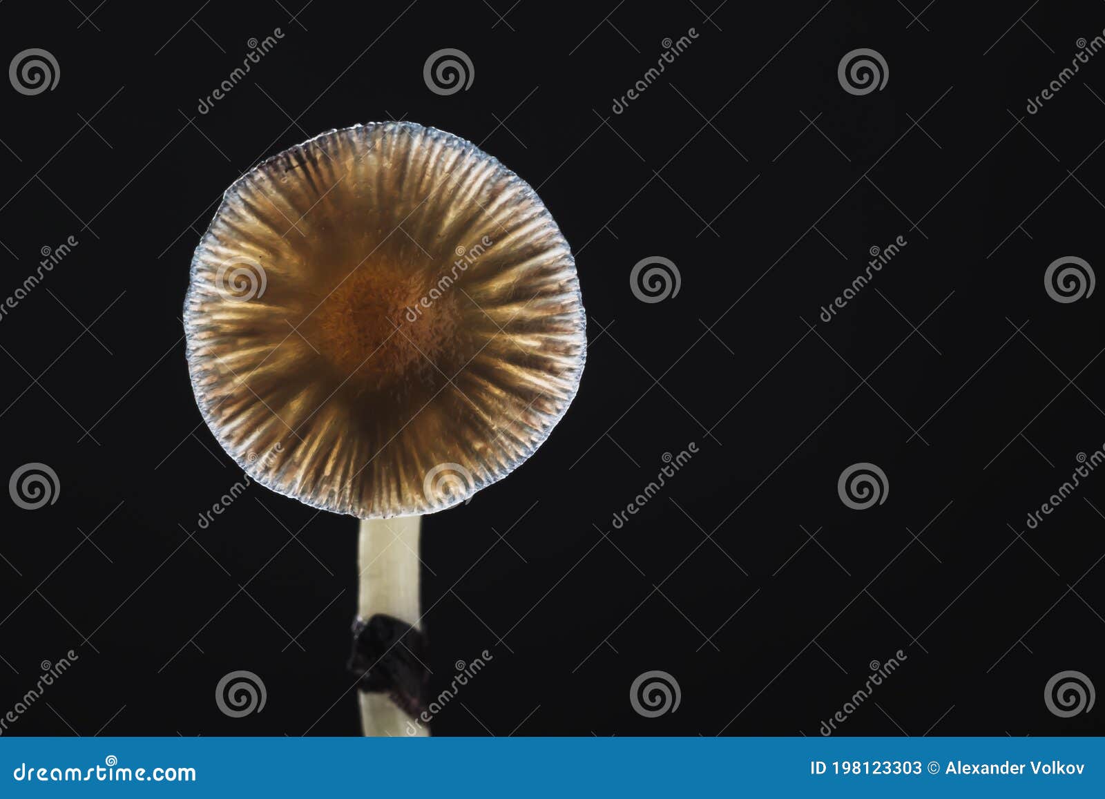 One Mexican Magic Mushroom is a Psilocybe Cubensis, Whose Main Active ...