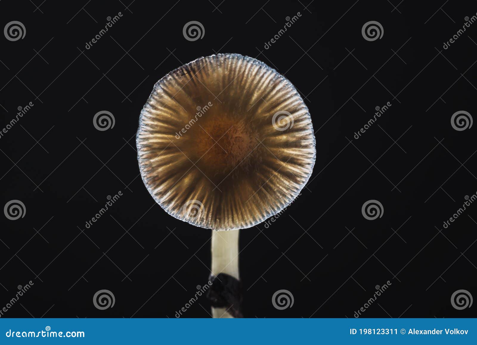 One Mexican Magic Mushroom is a Psilocybe Cubensis, Whose Main Active ...