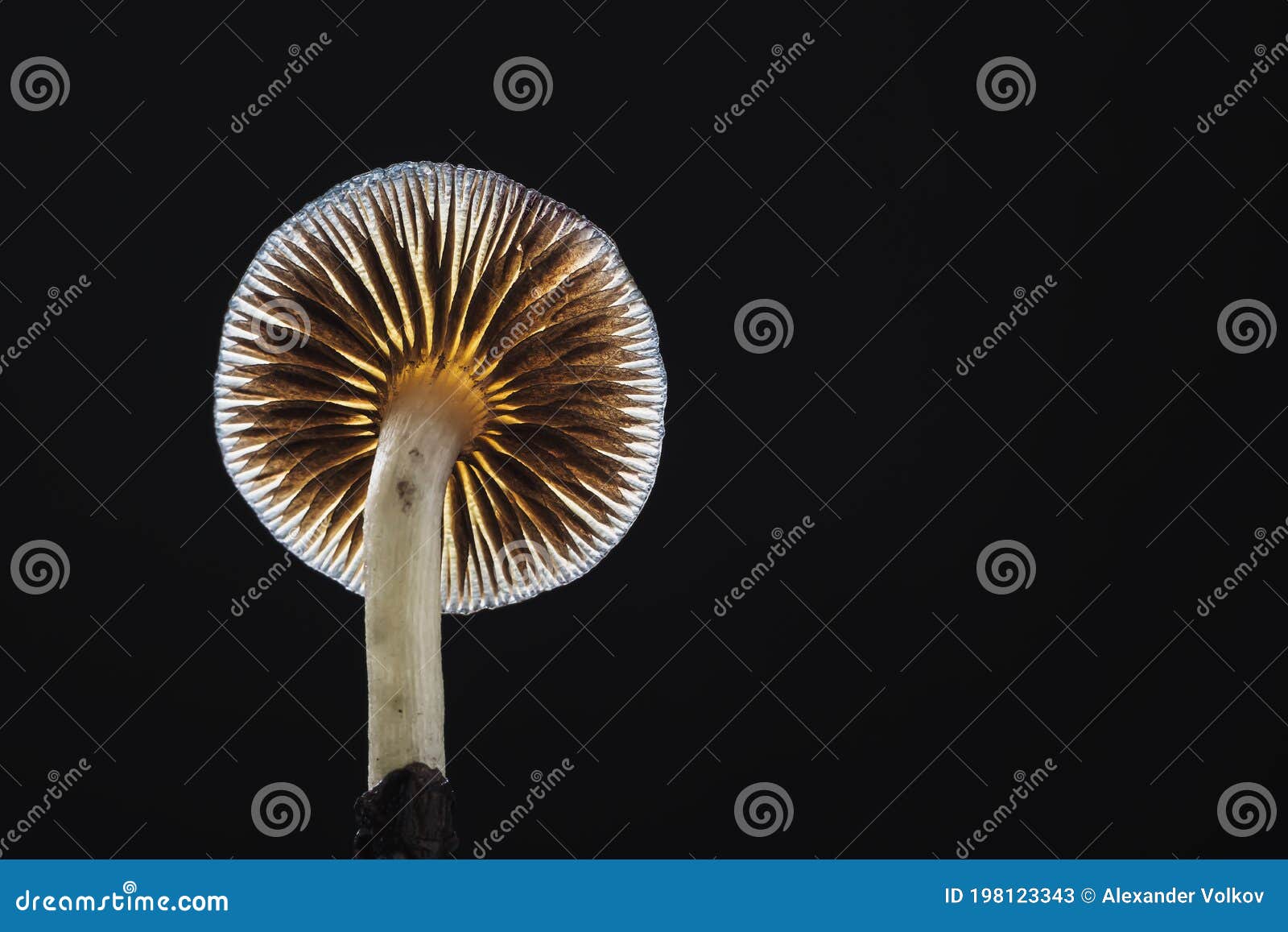 One Mexican Magic Mushroom is a Psilocybe Cubensis, Whose Main Active ...