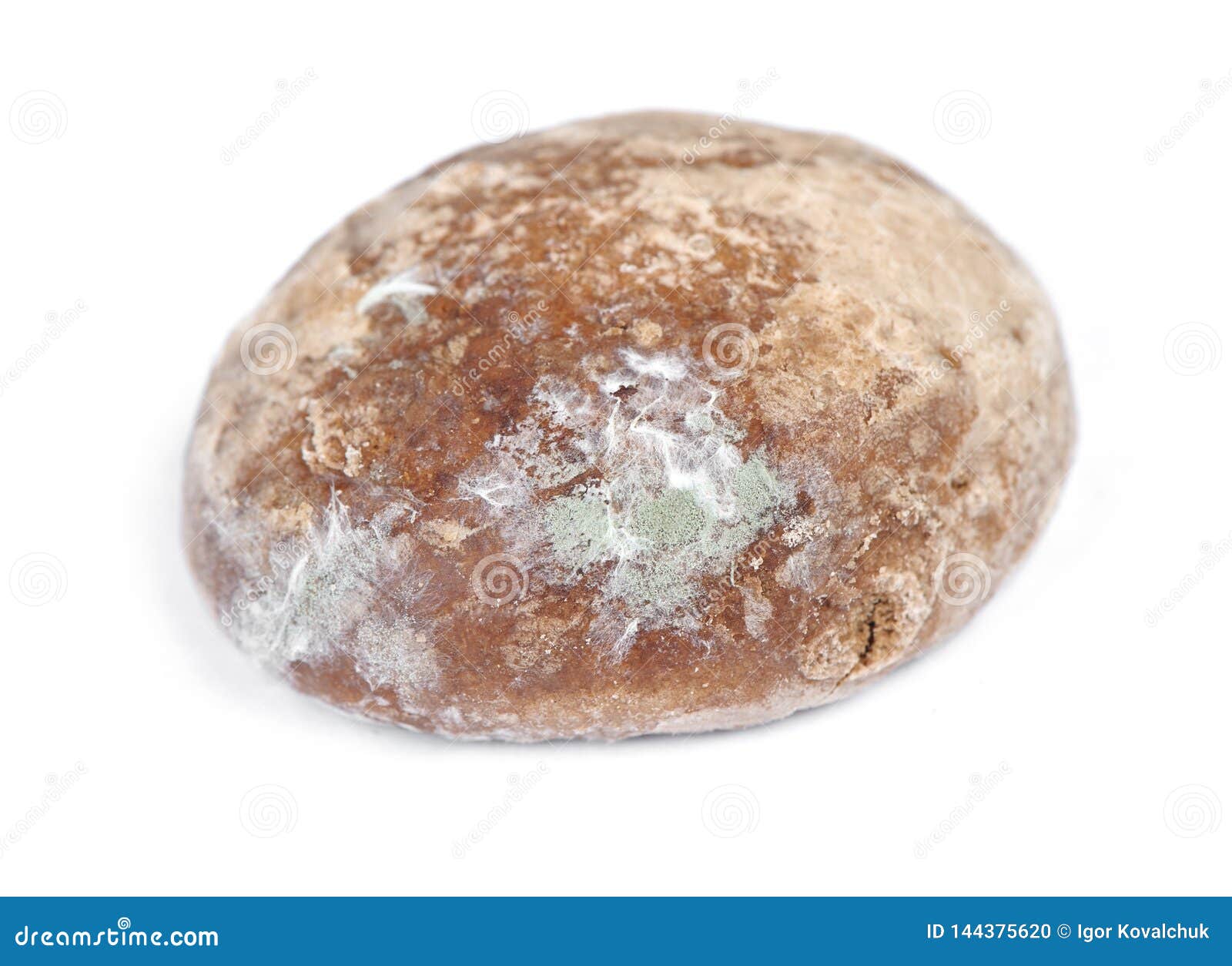 One Moldy Gingerbread Cookie Stock Photo - Image of gingerbread, mold ...
