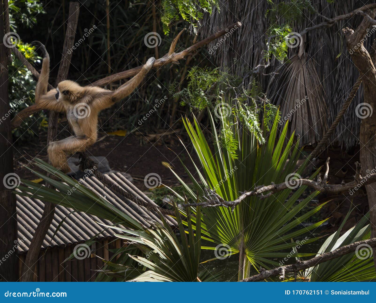 One Monkey Sapajus Libidinosus Hanging from a Tree Stock Image - Image ...